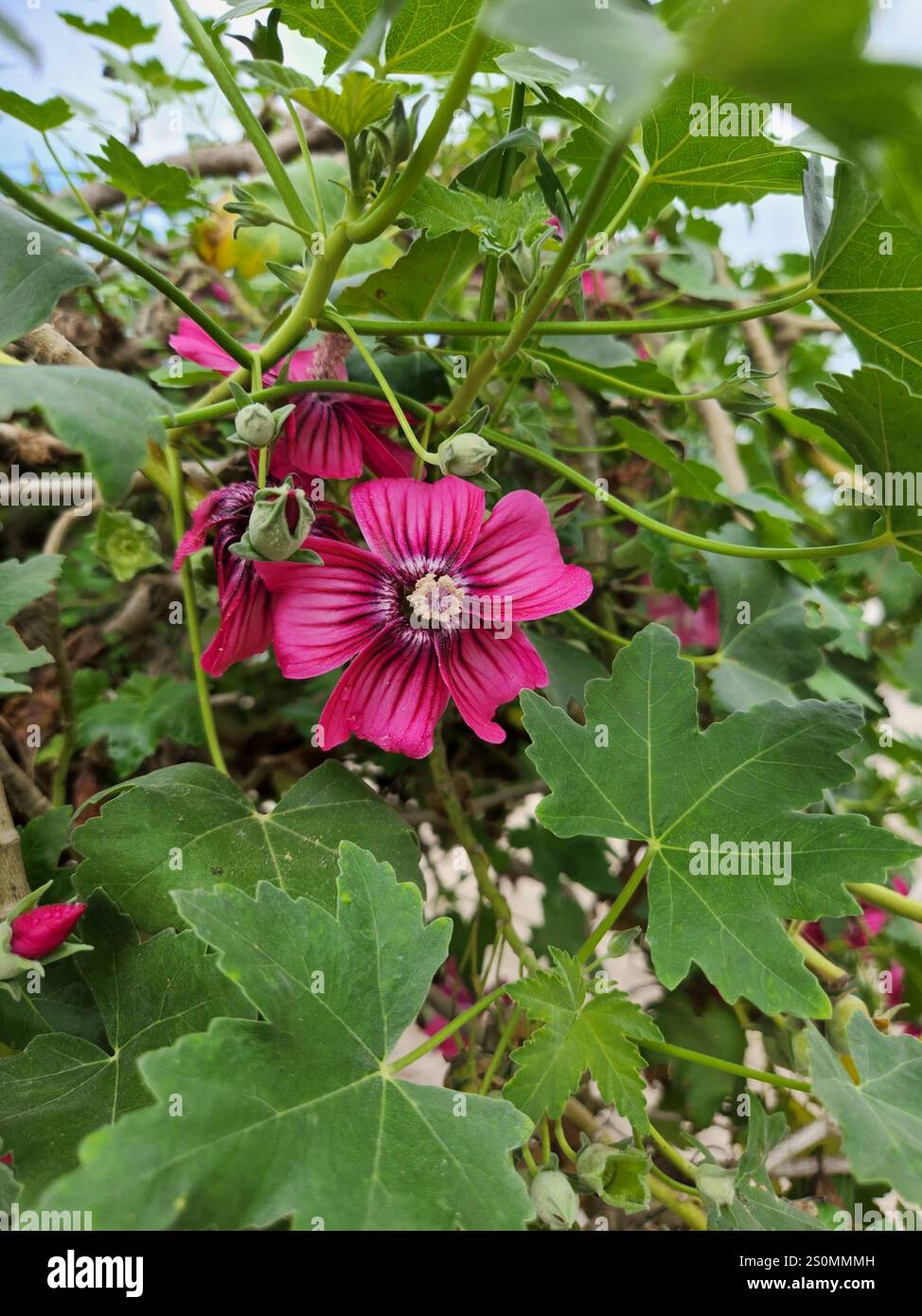 Island Mallow (Malva assurgentiflora Stock Photo - Alamy