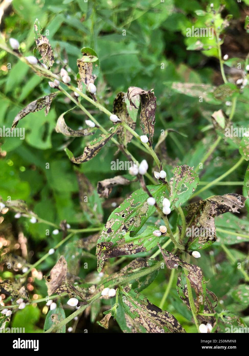 Common Gromwell (Lithospermum officinale Stock Photo - Alamy