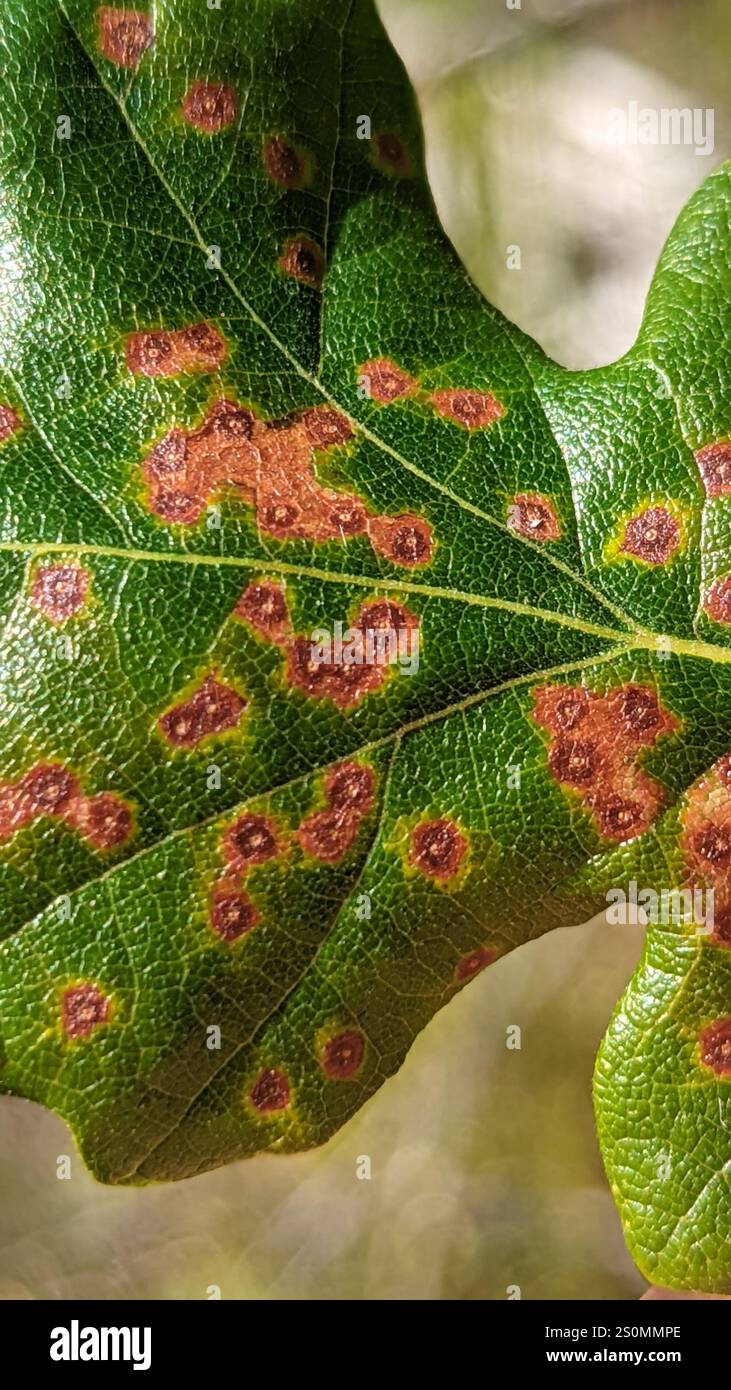Jumping Gall Wasp (Neuroterus saltatorius Stock Photo - Alamy