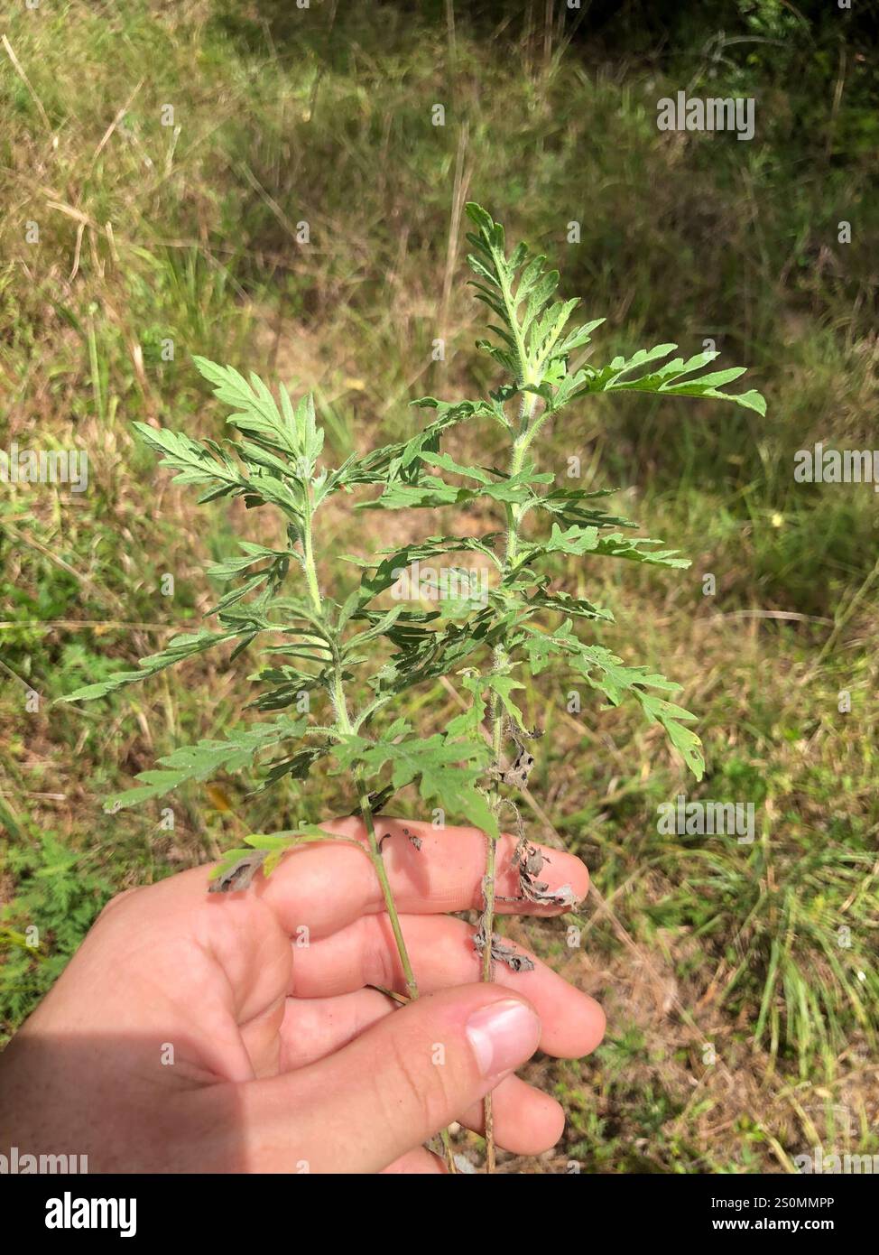 western ragweed (Ambrosia psilostachya Stock Photo - Alamy