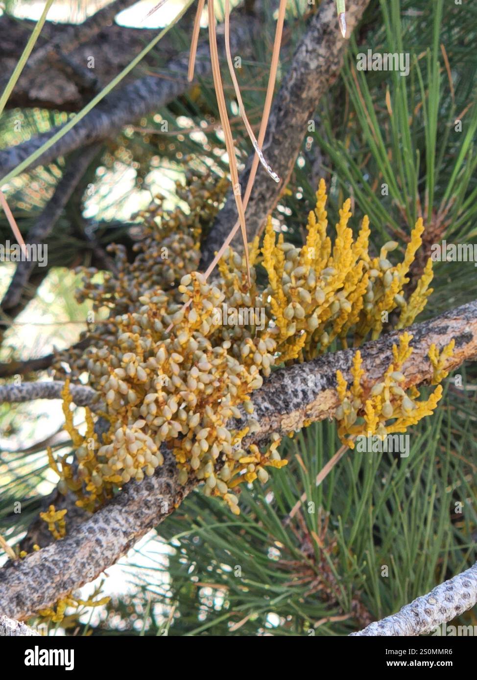 Western Dwarf-Mistletoe (Arceuthobium campylopodum Stock Photo - Alamy