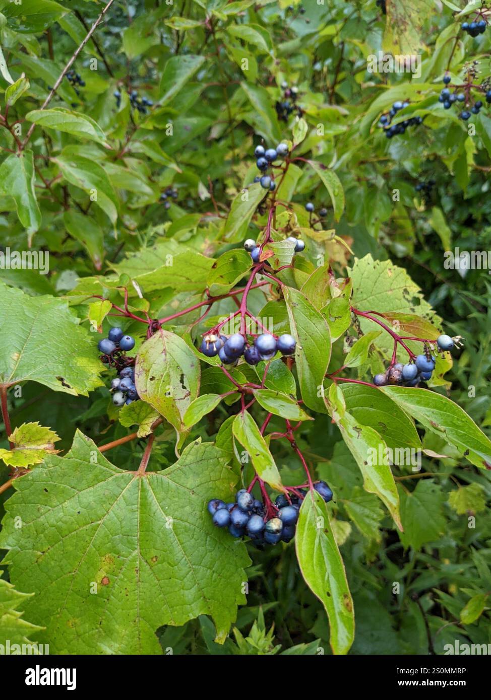 Surprising Blue Dogwood Tree Pictures
