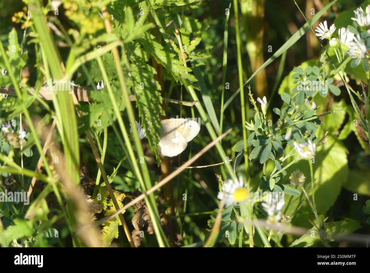 Common Ringlet (Coenonympha california Stock Photo - Alamy
