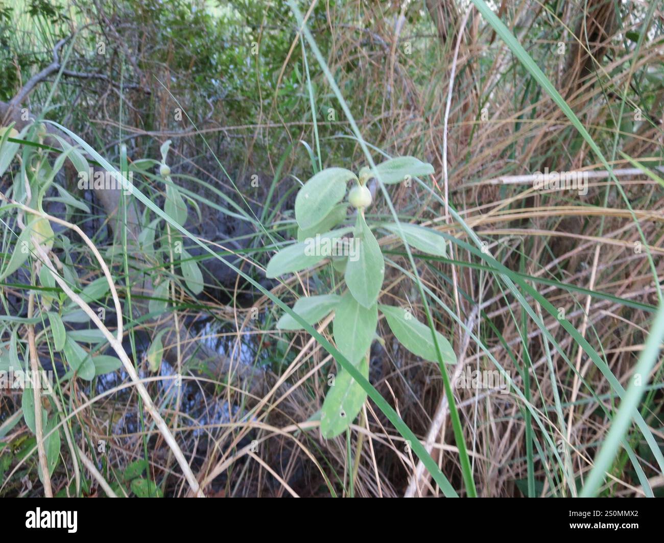 sea ox-eye (Borrichia frutescens Stock Photo - Alamy
