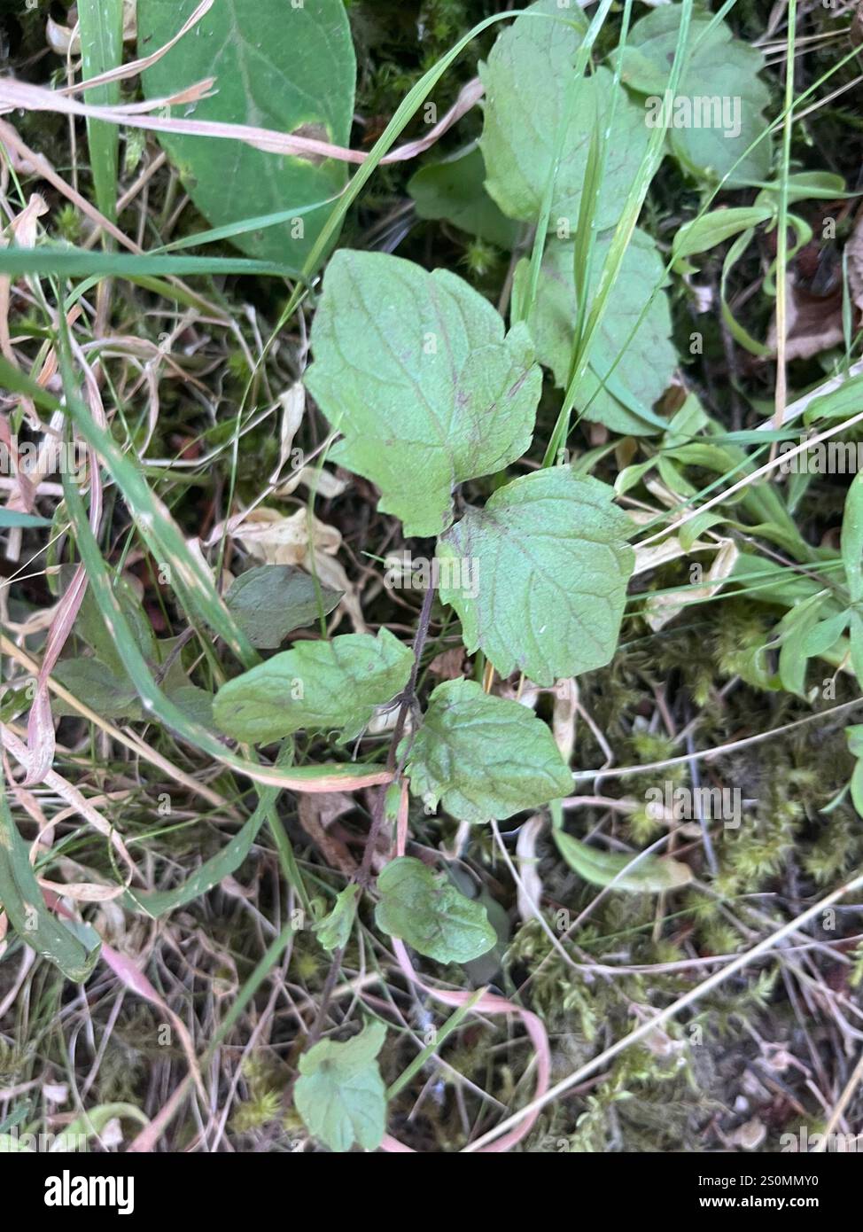 yerba buena (Clinopodium douglasii Stock Photo - Alamy