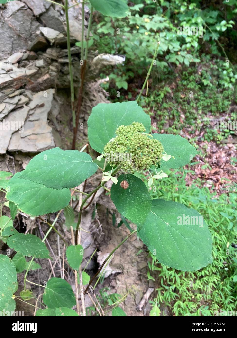 wild hydrangea (Hydrangea arborescens Stock Photo - Alamy