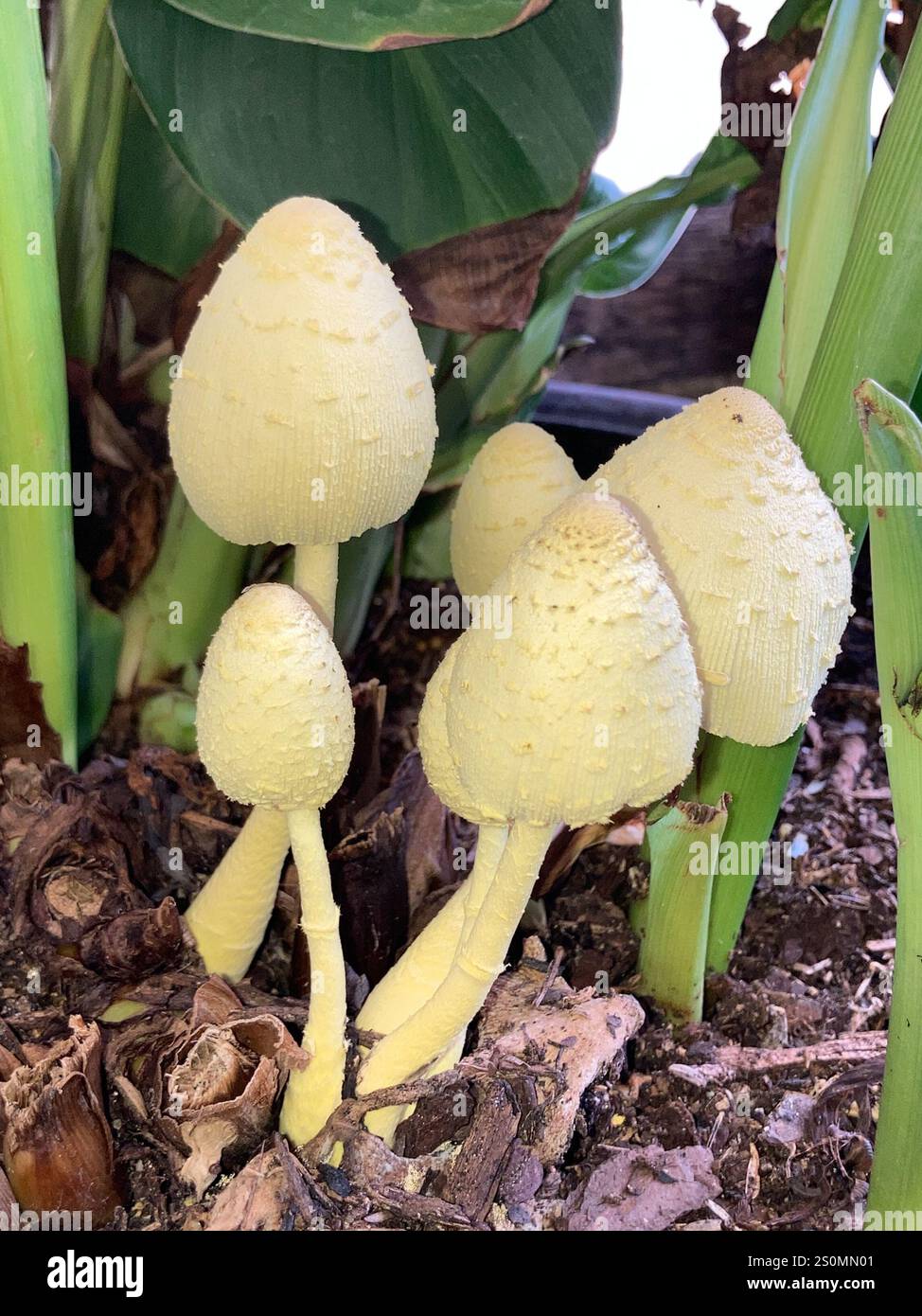 flowerpot parasol (Leucocoprinus birnbaumii Stock Photo - Alamy