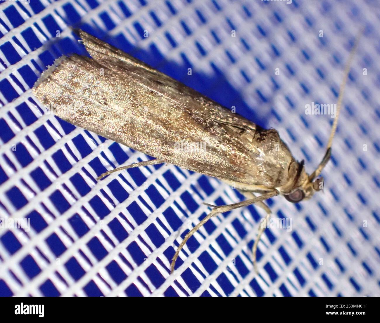 Dotted Oak Knot-horn (Phycita roborella Stock Photo - Alamy