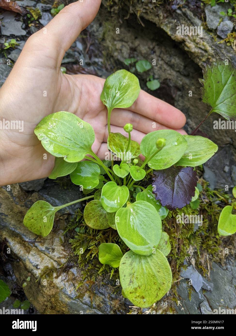 fen grass of Parnassus (Parnassia glauca Stock Photo - Alamy