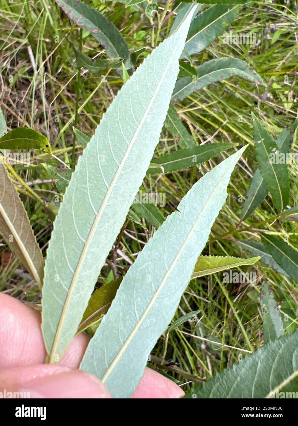 silky willow (Salix sericea Stock Photo - Alamy