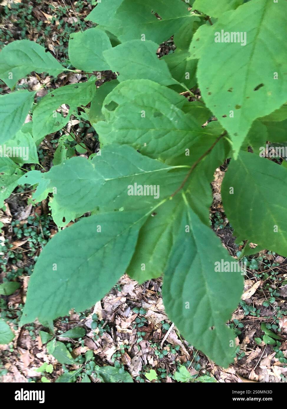 mountain silverbell (Halesia tetraptera Stock Photo - Alamy