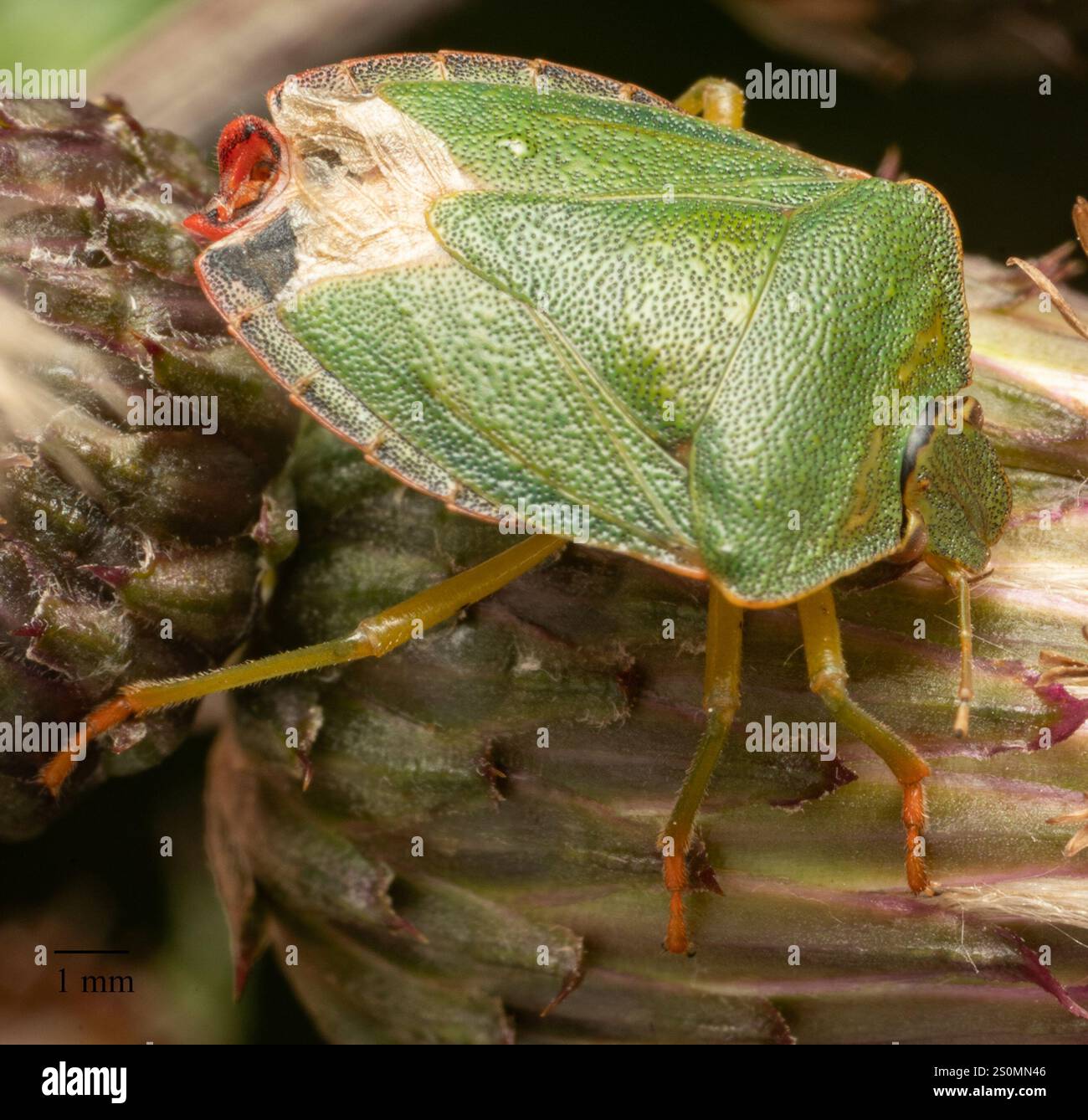 Green Shield Bug (Palomena prasina Stock Photo - Alamy