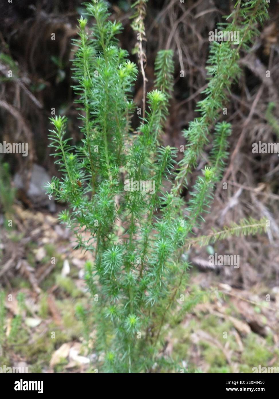 Portuguese Heath (Erica lusitanica Stock Photo - Alamy