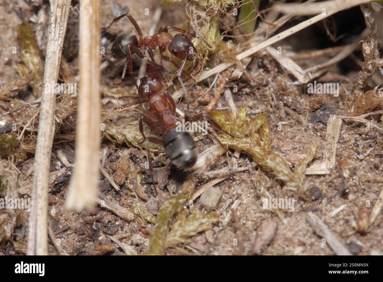 Blood-red Field Ant (Formica sanguinea Stock Photo - Alamy