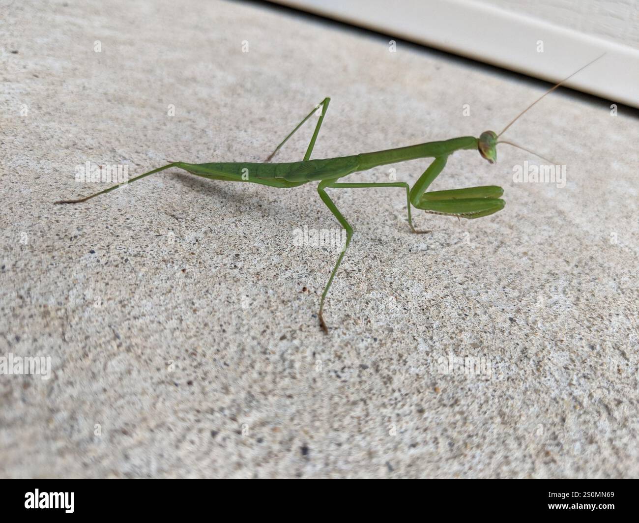 Chinese Mantis (Tenodera sinensis Stock Photo - Alamy