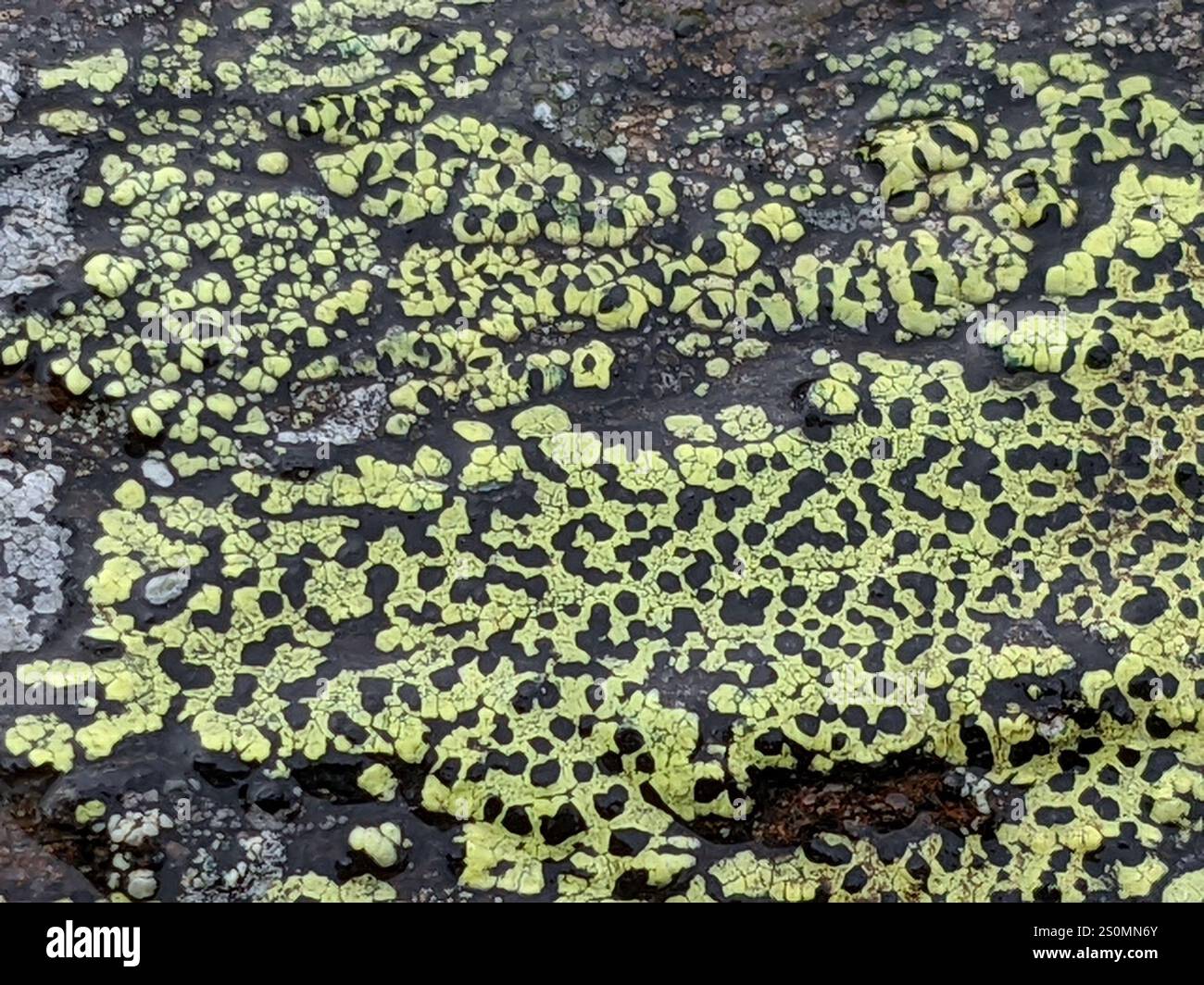 yellow map lichen (Rhizocarpon geographicum Stock Photo - Alamy