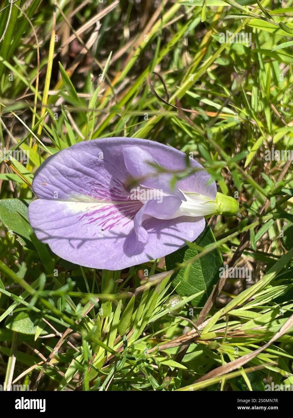 Pigeonwings (Clitoria mariana Stock Photo - Alamy