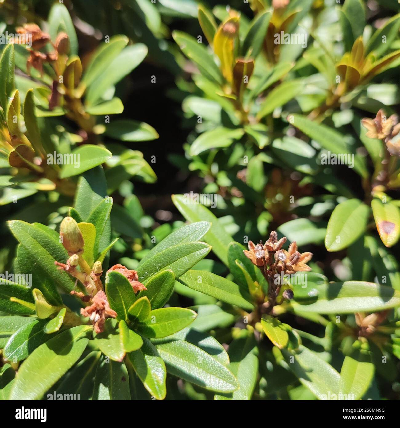 Rusty-leaved Alpenrose (Rhododendron ferrugineum Stock Photo - Alamy
