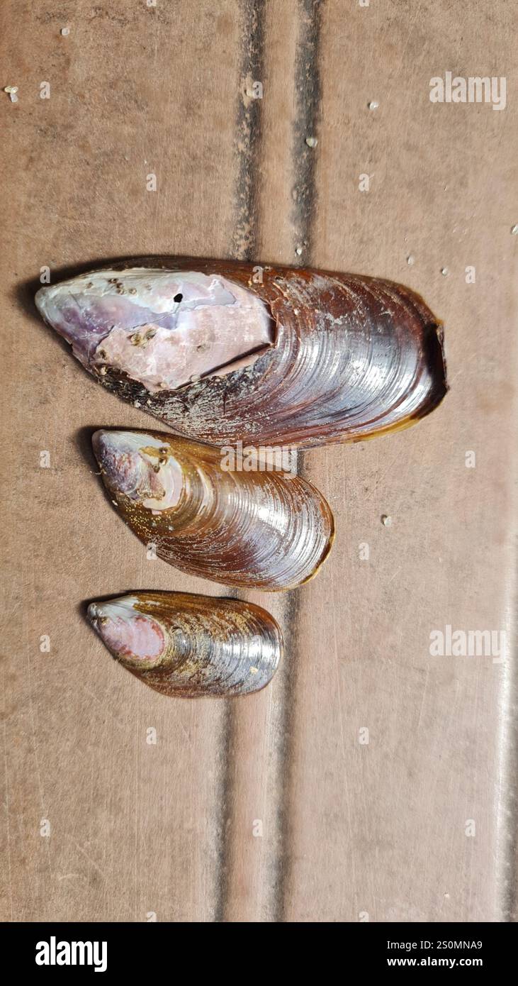 Brown Mussel (Perna perna Stock Photo - Alamy