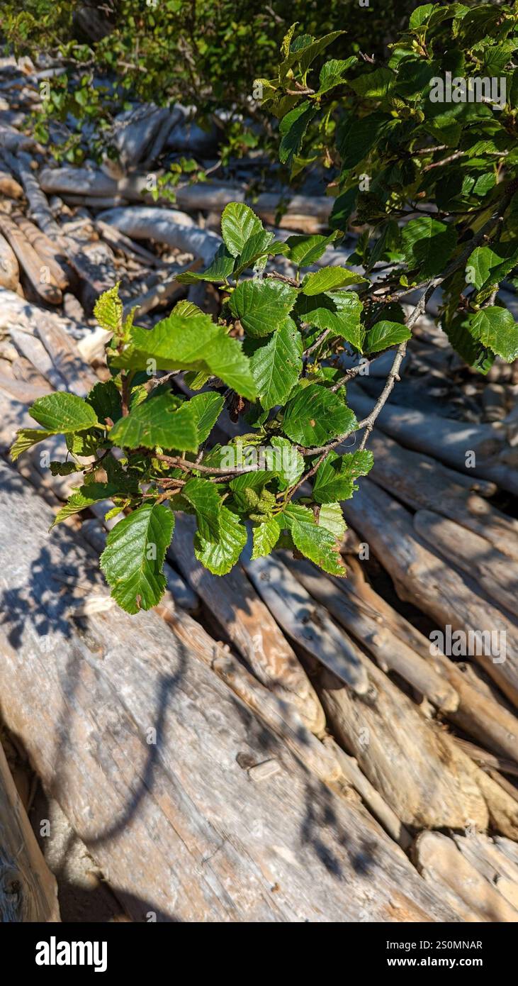 green alder (Alnus alnobetula Stock Photo - Alamy