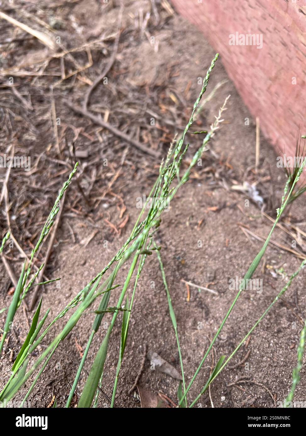 panic veldtgrass (Ehrharta erecta Stock Photo - Alamy