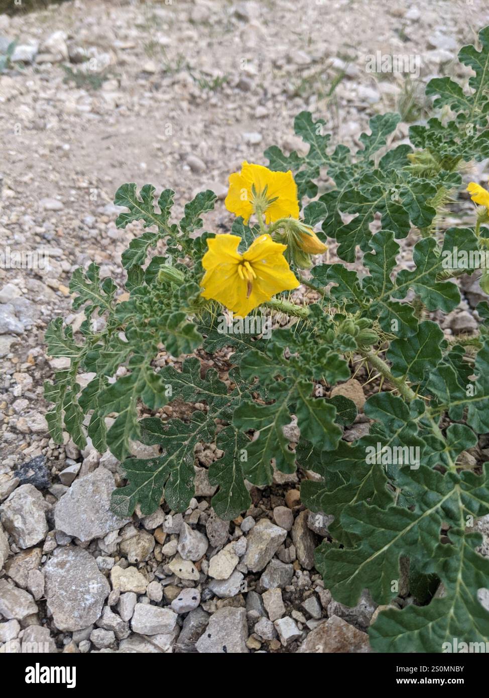 buffalo-bur (Solanum rostratum Stock Photo - Alamy