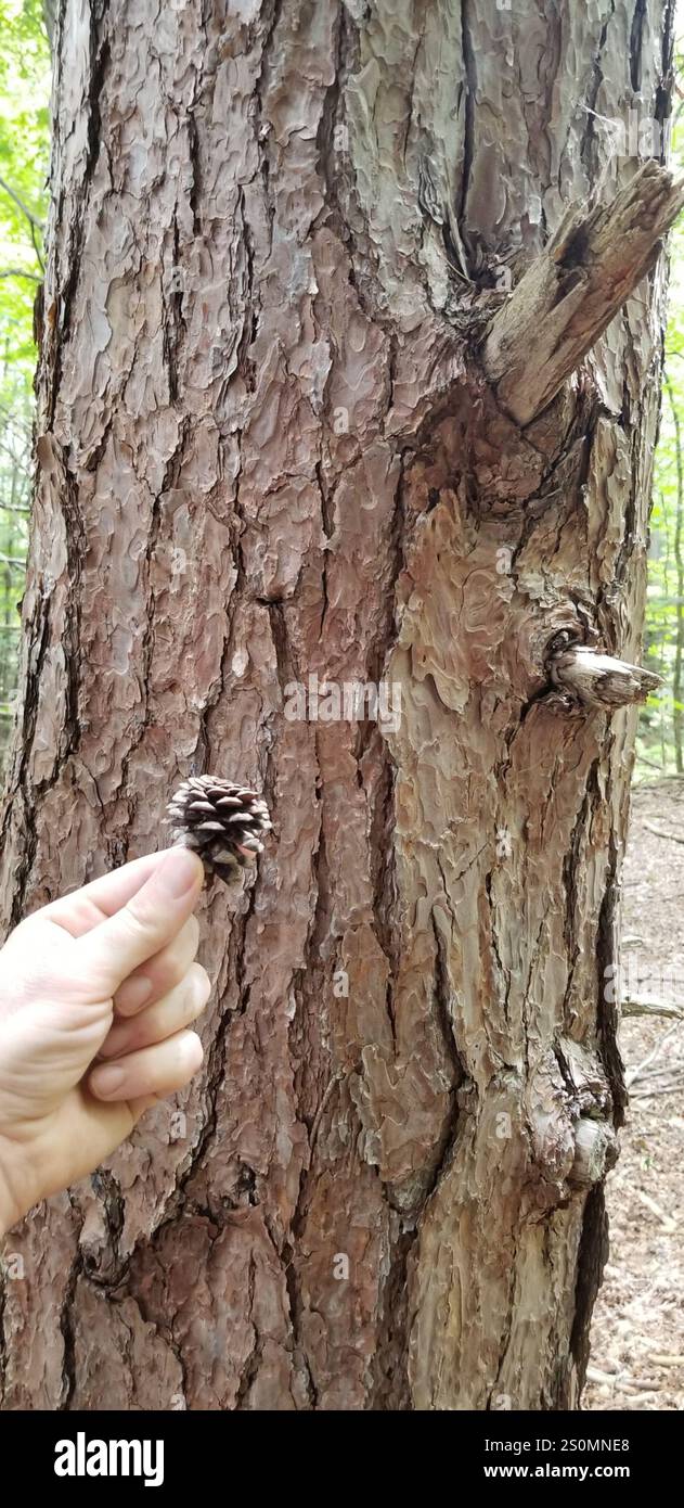 red pine (Pinus resinosa Stock Photo - Alamy