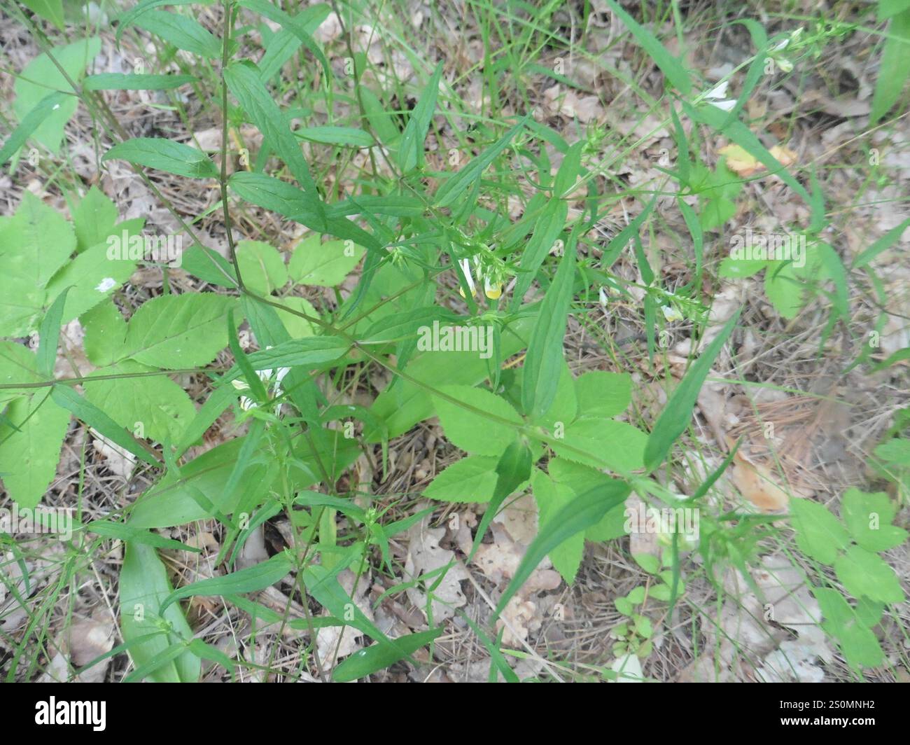 Common Cow-wheat (Melampyrum pratense Stock Photo - Alamy