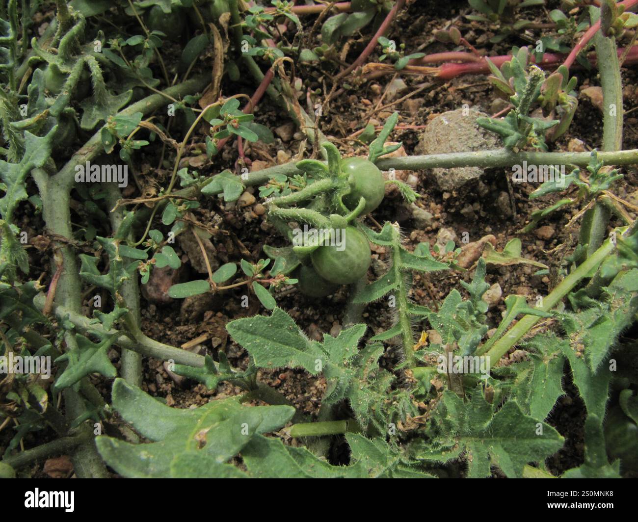 Cutleaf Nightshade (Solanum triflorum Stock Photo - Alamy