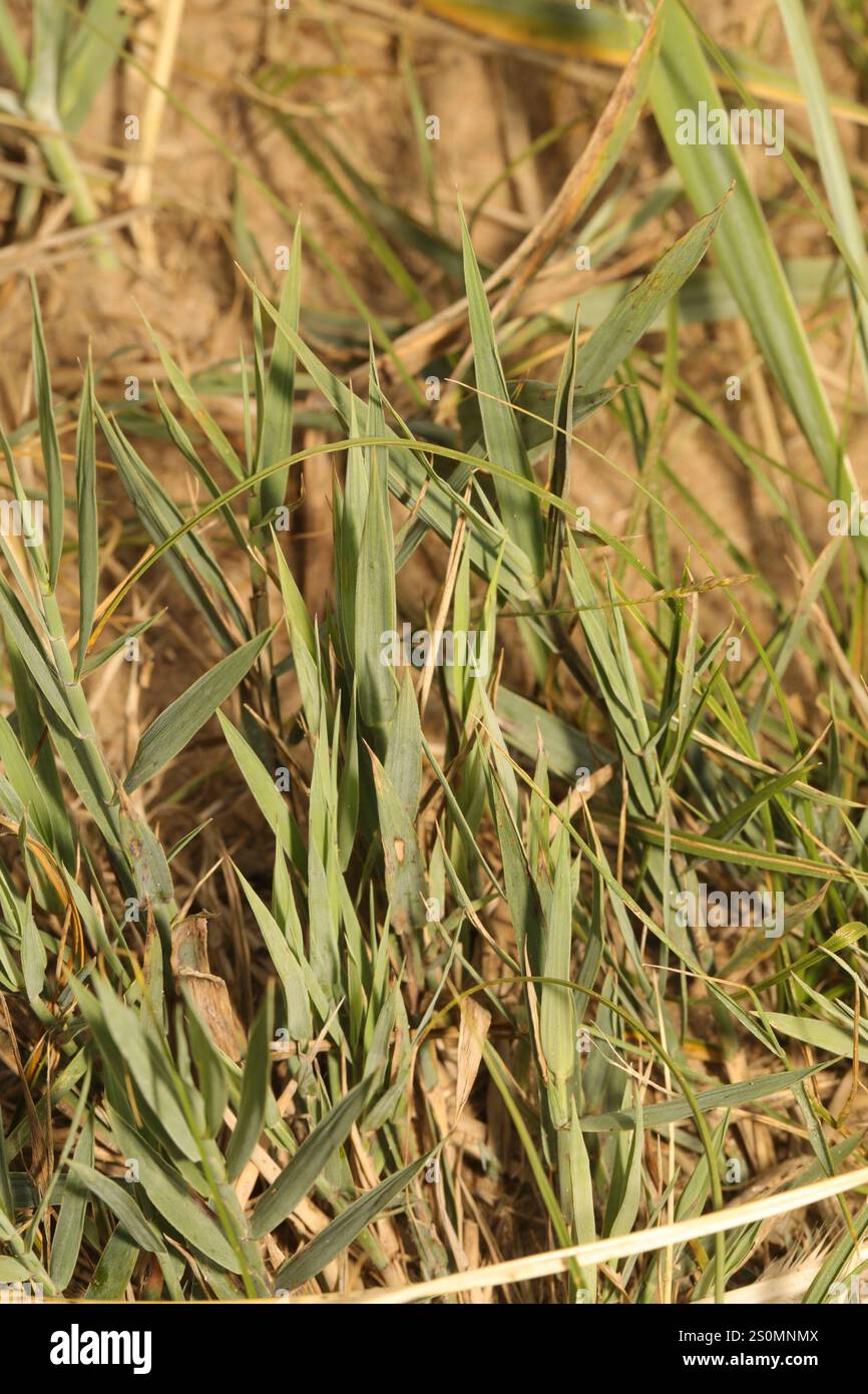 common cordgrass (Sporobolus anglicus Stock Photo - Alamy