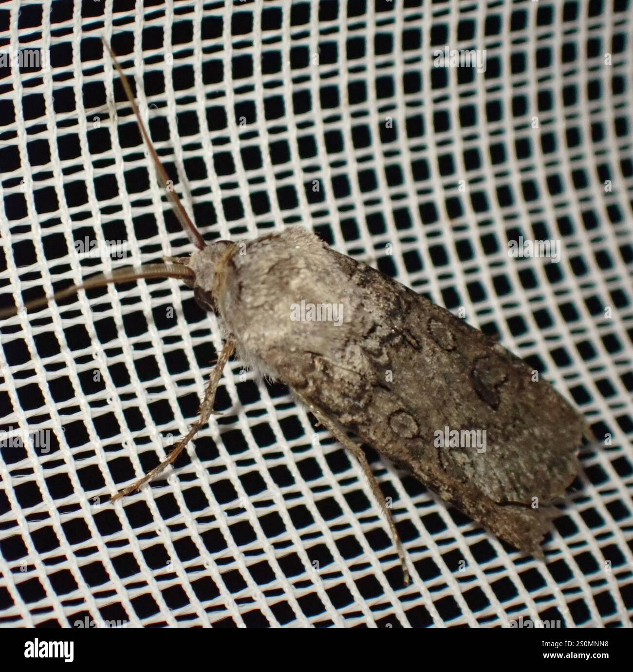 Turnip Moth (Agrotis segetum Stock Photo - Alamy