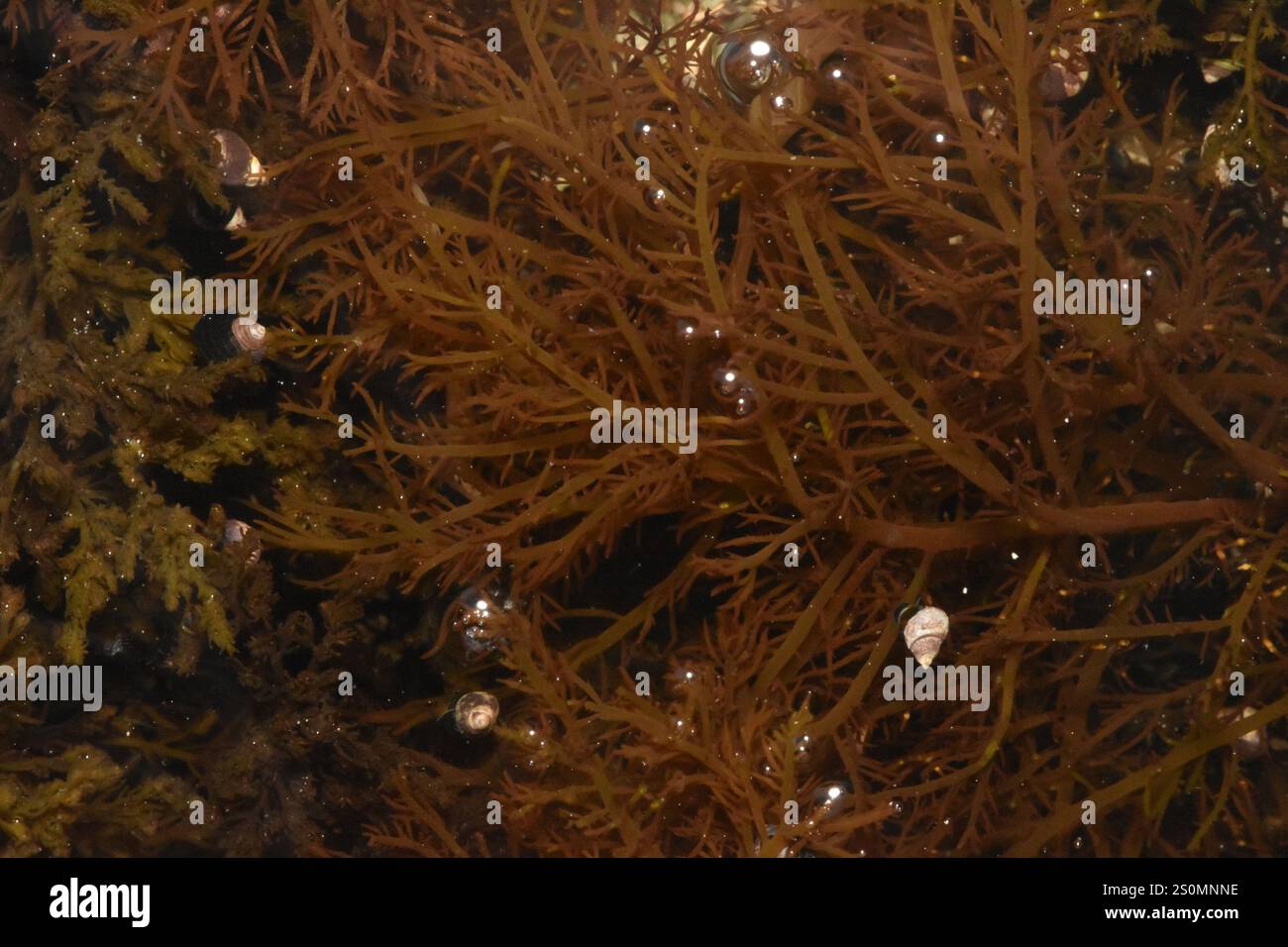 red algae (Rhodophyta Stock Photo - Alamy