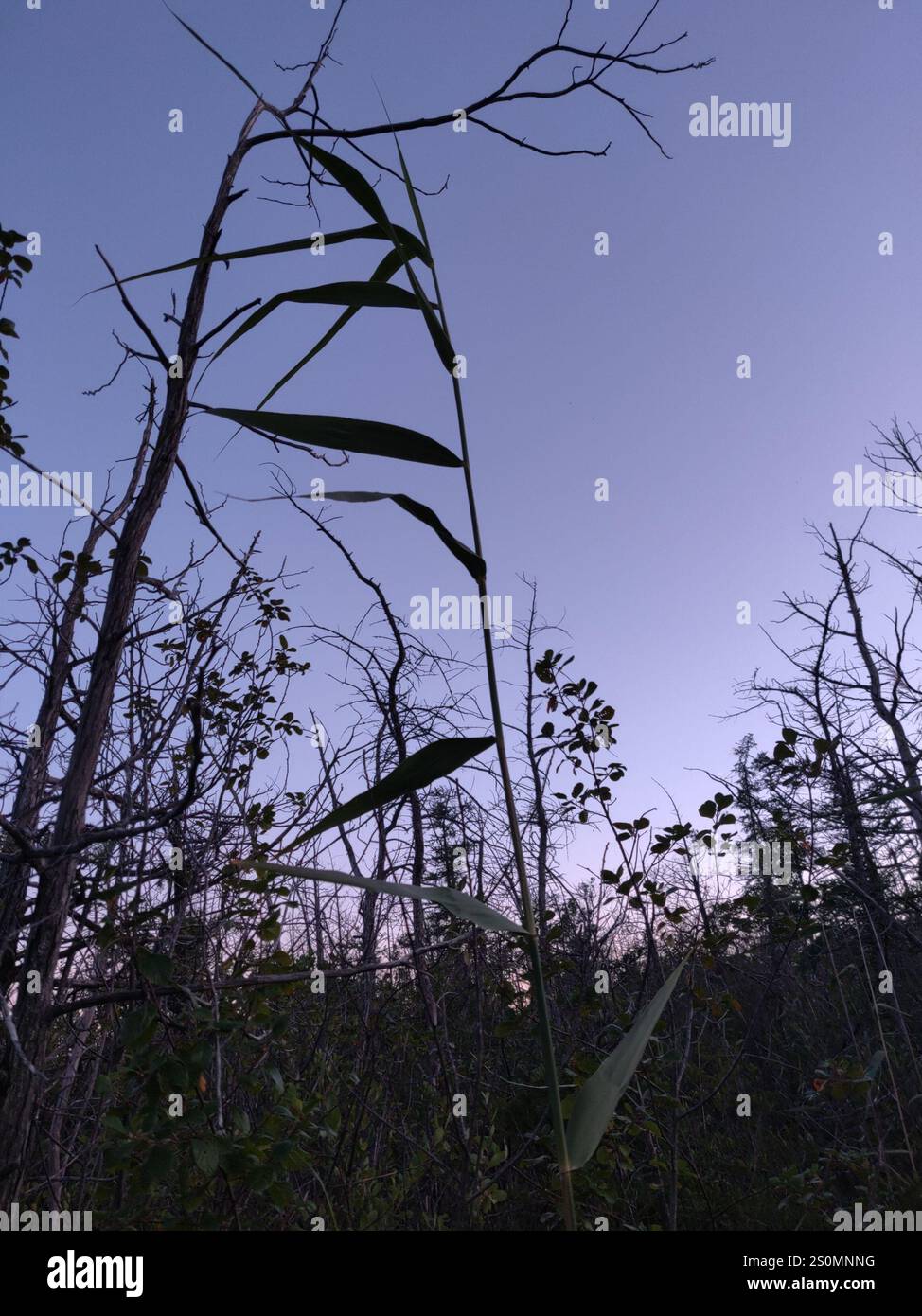 American common reed (Phragmites australis americanus Stock Photo - Alamy