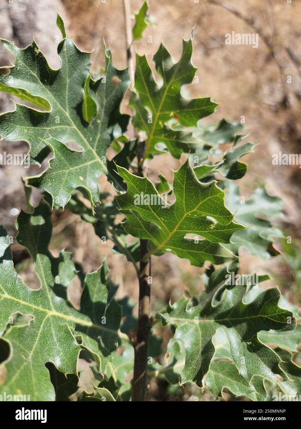 California black oak (Quercus kelloggii Stock Photo - Alamy