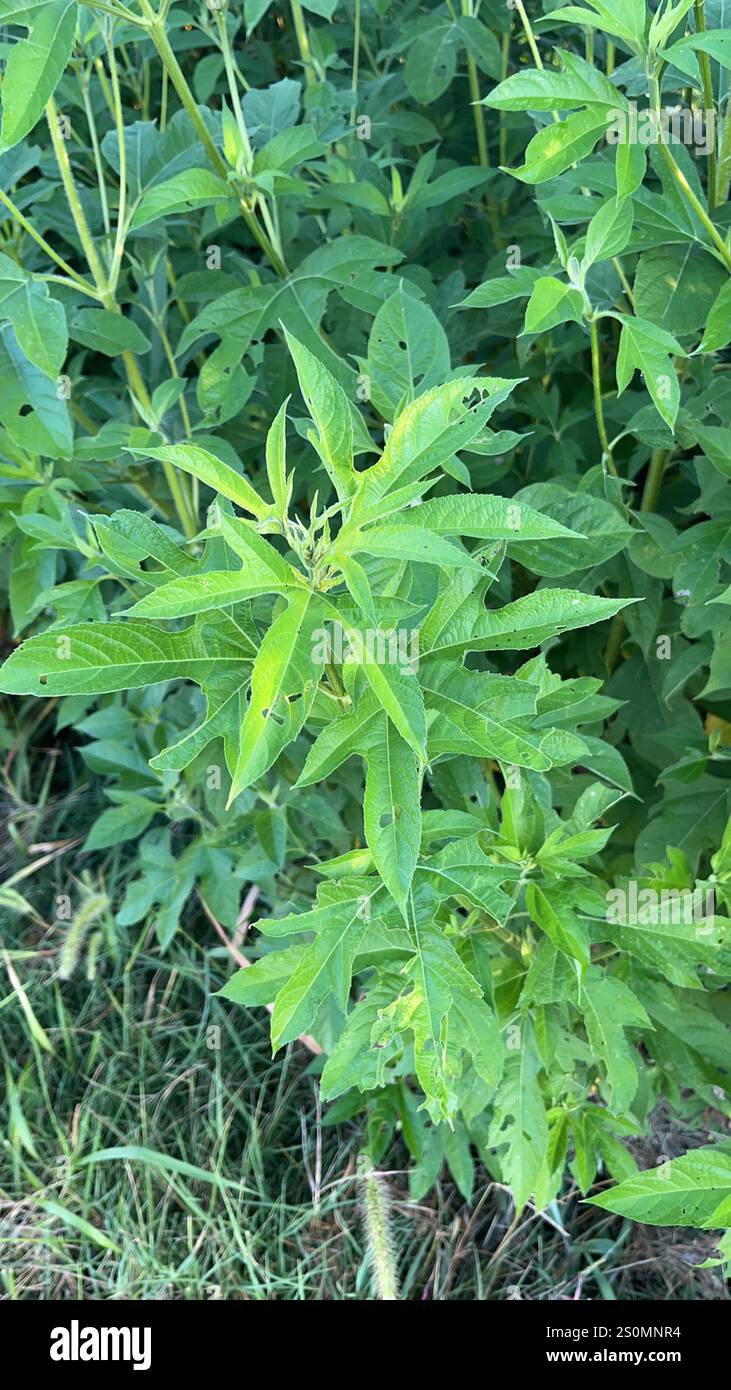 giant ragweed (Ambrosia trifida Stock Photo - Alamy