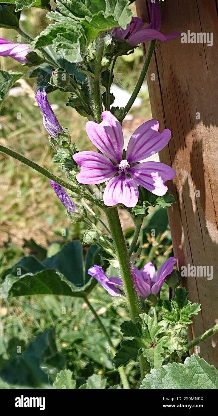 Common Mallow (Malva sylvestris Stock Photo - Alamy