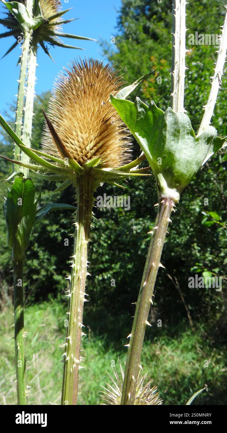 cutleaf teasel (Dipsacus laciniatus Stock Photo - Alamy