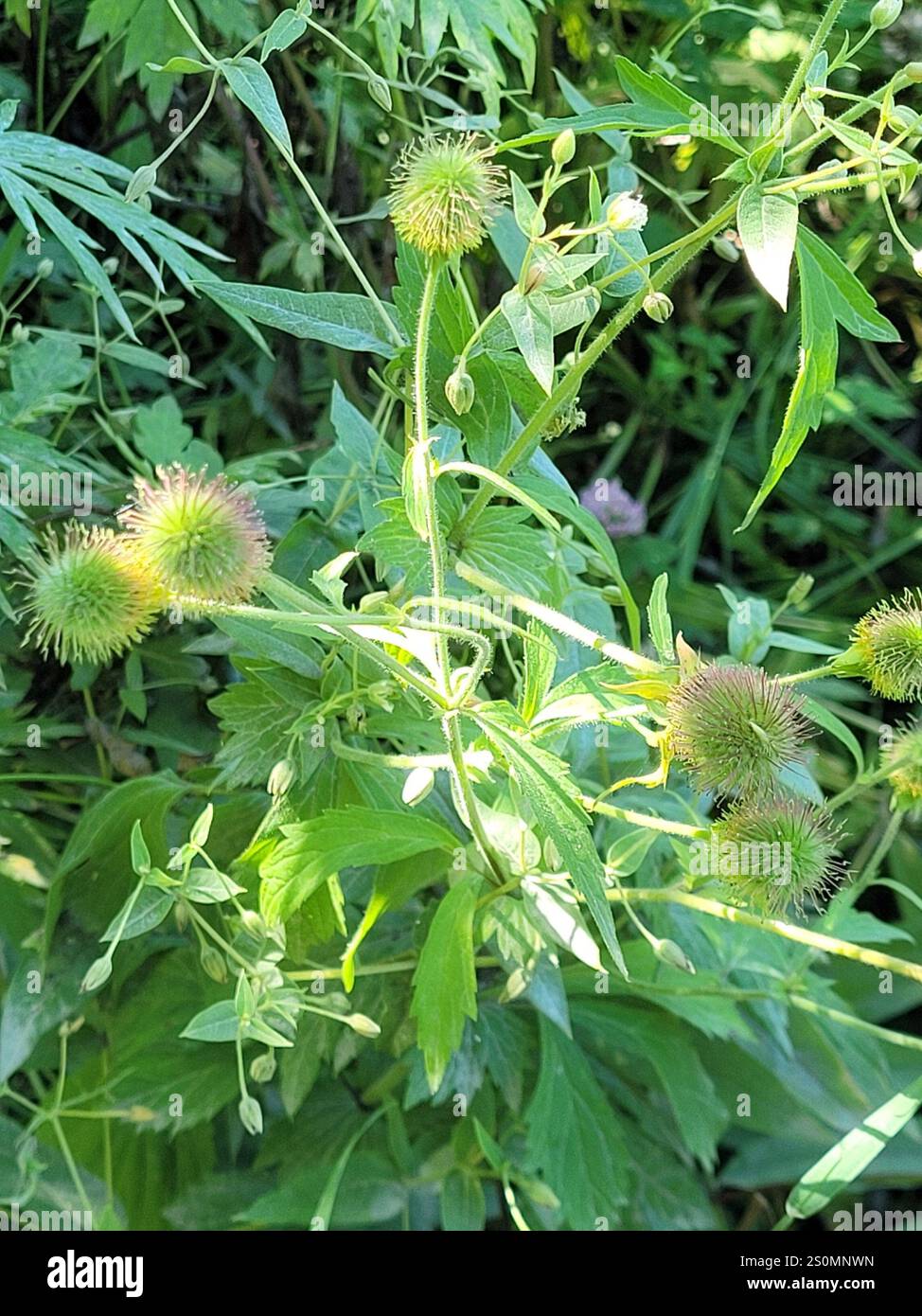 Yellow Avens (Geum aleppicum Stock Photo - Alamy