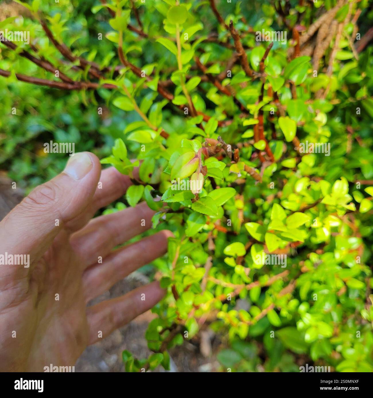 Evergreen Huckleberry (Vaccinium ovatum Stock Photo - Alamy