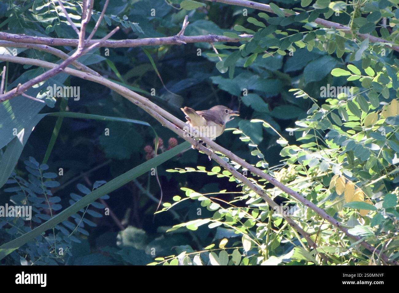 Common Reed Warbler (Acrocephalus scirpaceus Stock Photo - Alamy