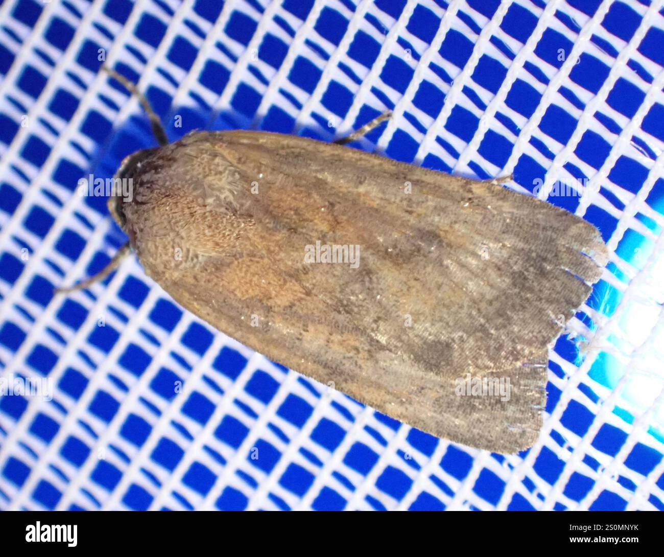 Least Yellow Underwing (Noctua interjecta Stock Photo - Alamy