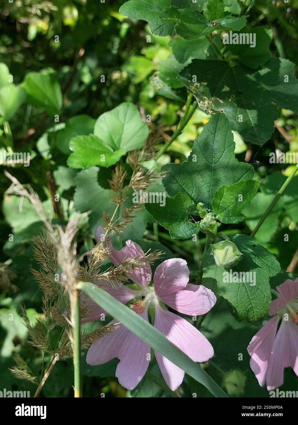 Eastern Tree-mallow (Malva thuringiaca Stock Photo - Alamy