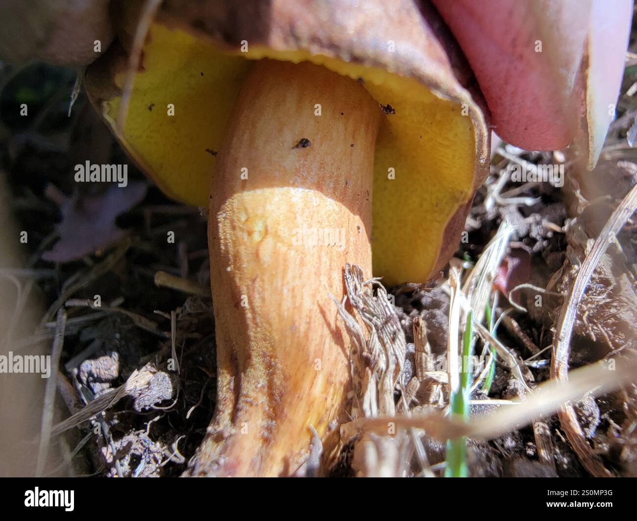 clustered brown bolete (Aureoboletus innixus Stock Photo - Alamy