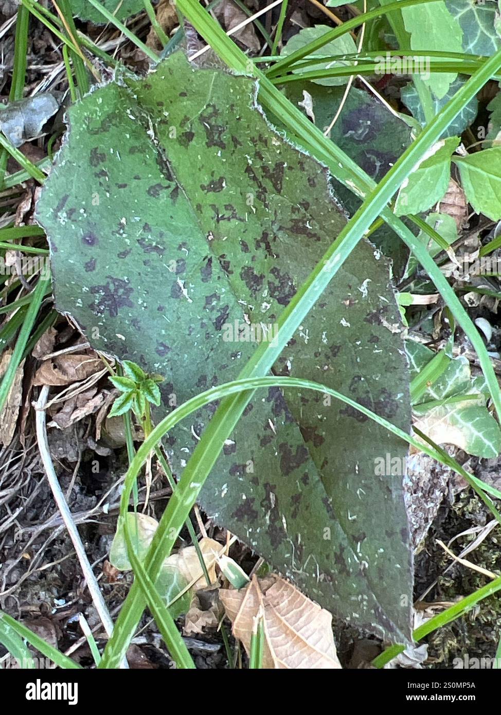 Wall hawkweed (Hieracium murorum Stock Photo - Alamy