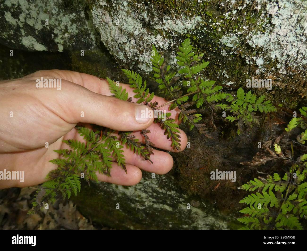 Mackay's Fragile Fern (Cystopteris tenuis Stock Photo - Alamy