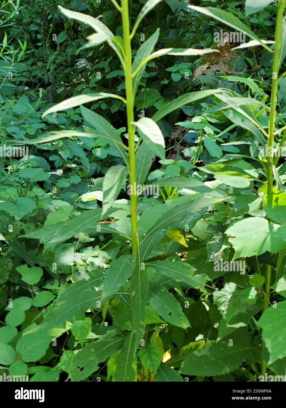 Wingstem (Verbesina alternifolia Stock Photo - Alamy