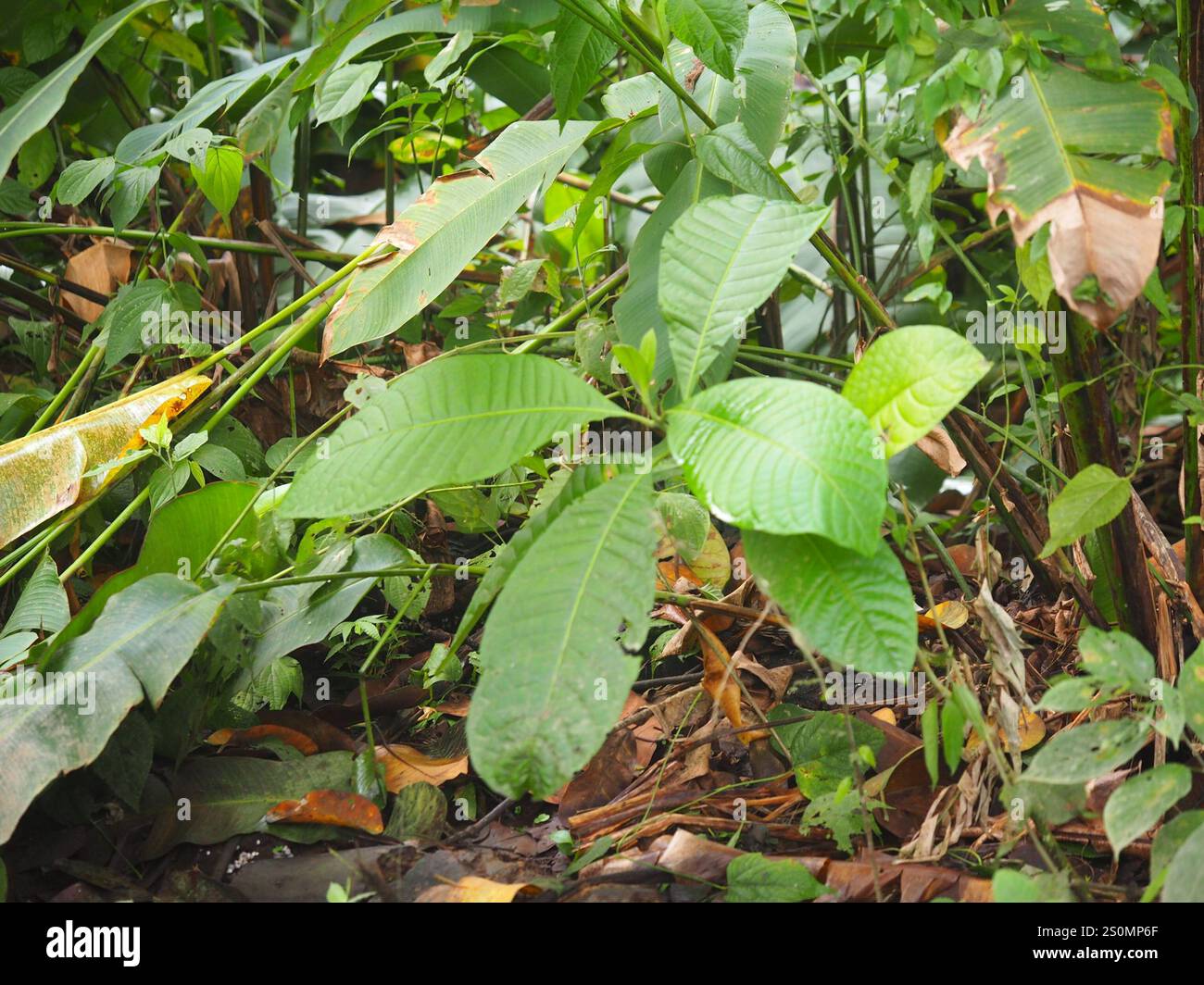 Genipap Tree (Genipa americana Stock Photo - Alamy