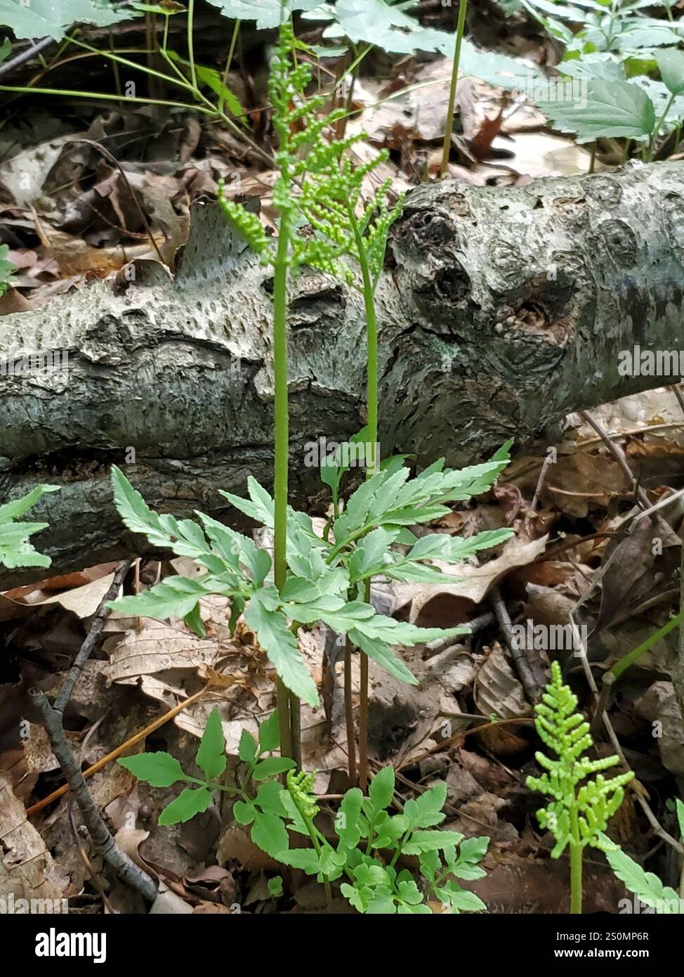 bronze fern (Sceptridium dissectum obliquum Stock Photo - Alamy