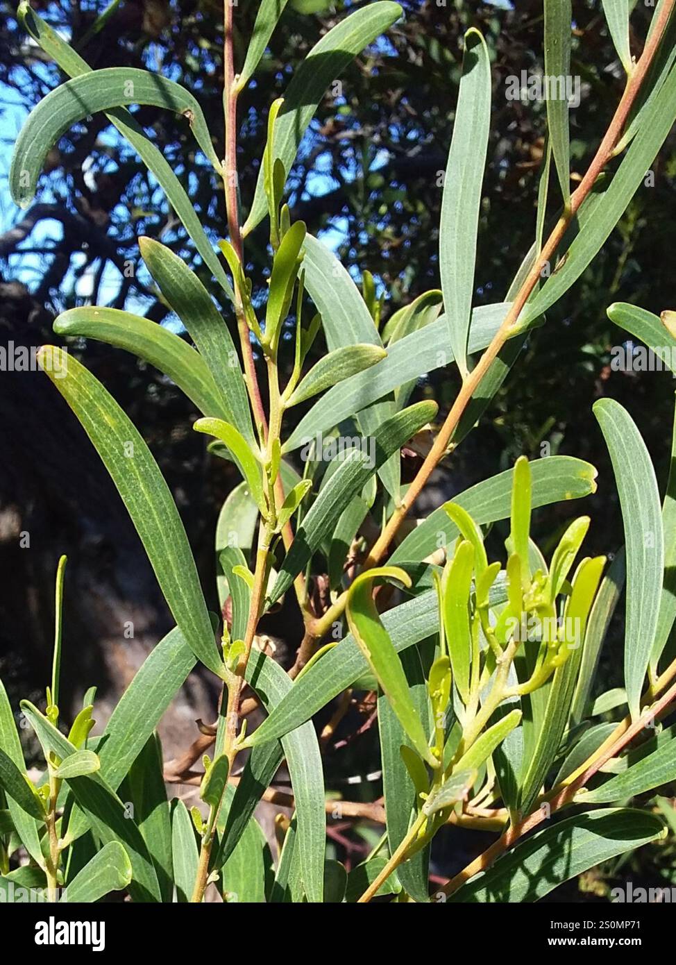 western coastal wattle (Acacia cyclops Stock Photo - Alamy