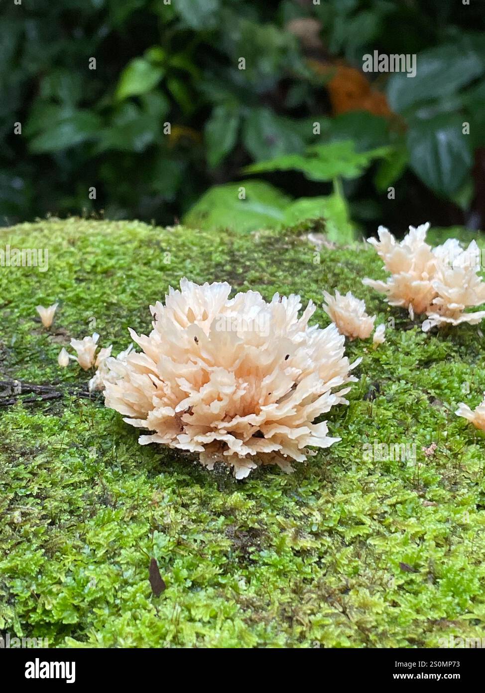 poretooth rosette (Irpex rosettiformis Stock Photo - Alamy